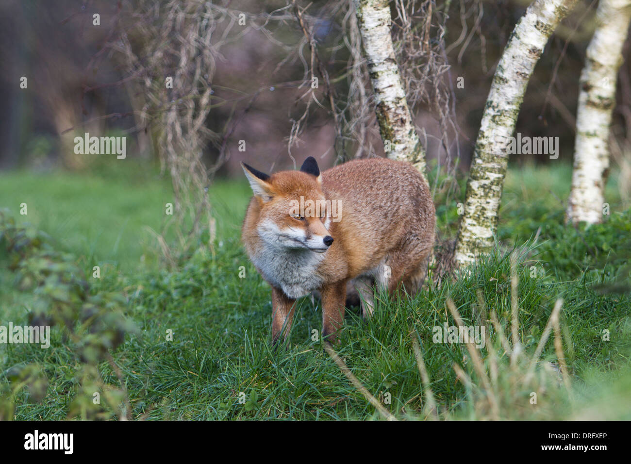 European Red Fox in the UK. January Stock Photo - Alamy