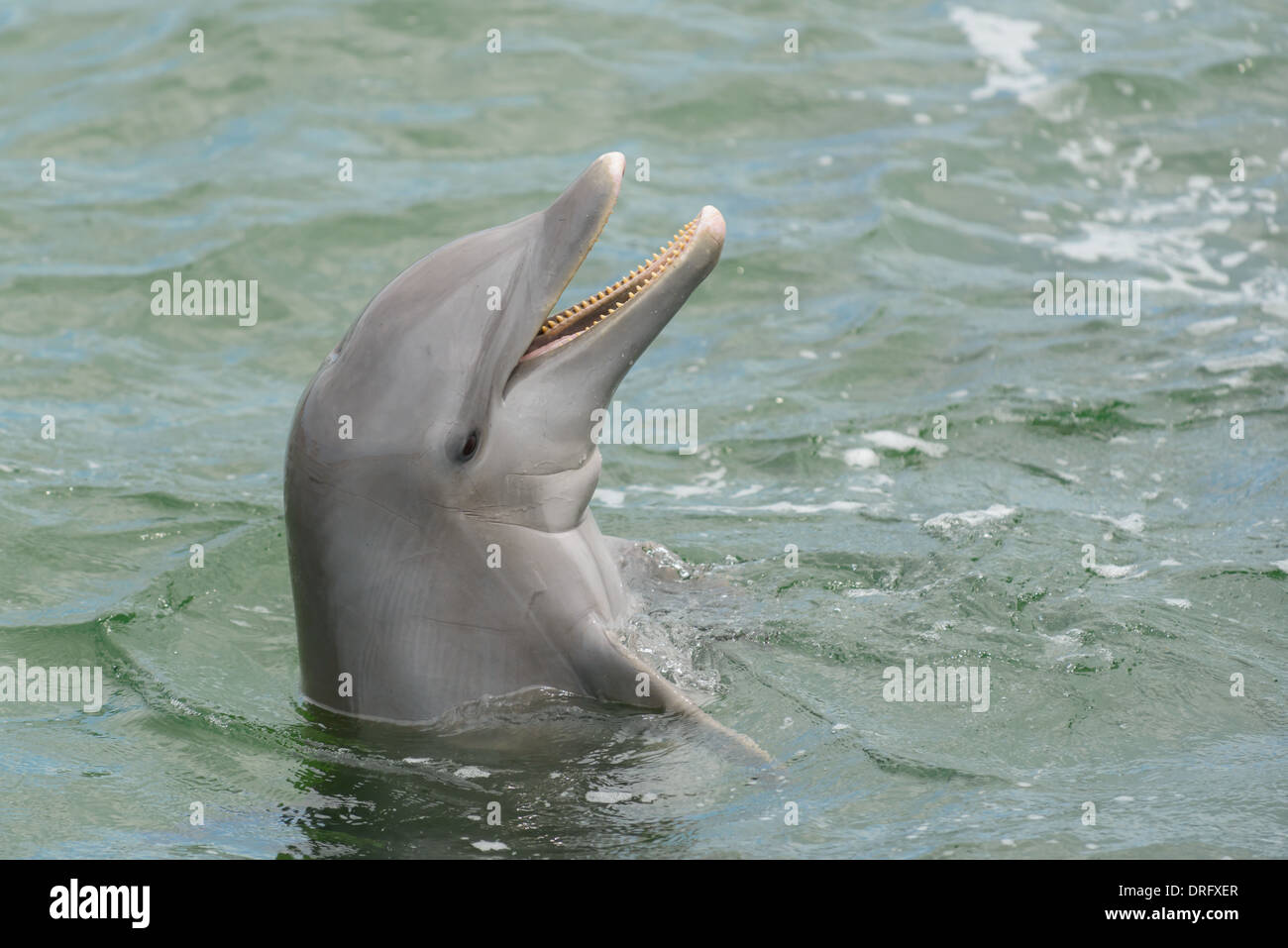Delfin, Delphinus delphis, Dolphin Stock Photo - Alamy