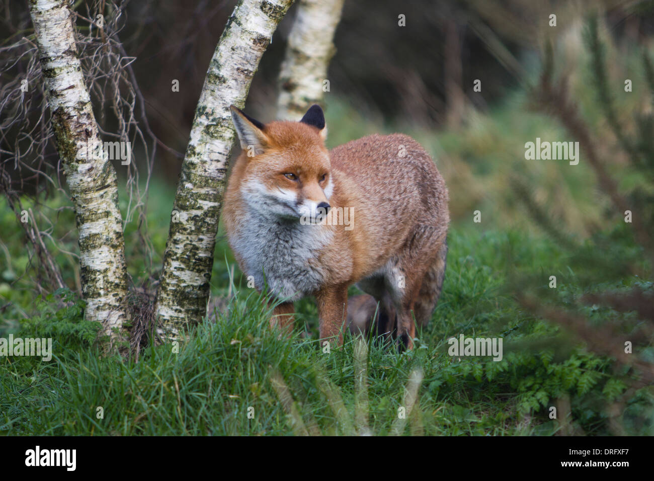 European Red Fox in the UK. January Stock Photo - Alamy