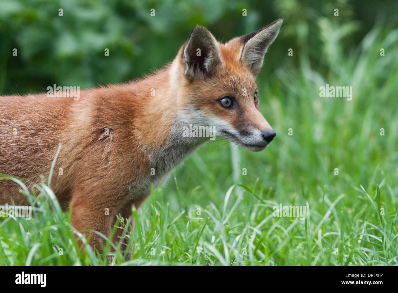 European Red Fox in the UK. May Stock Photo - Alamy