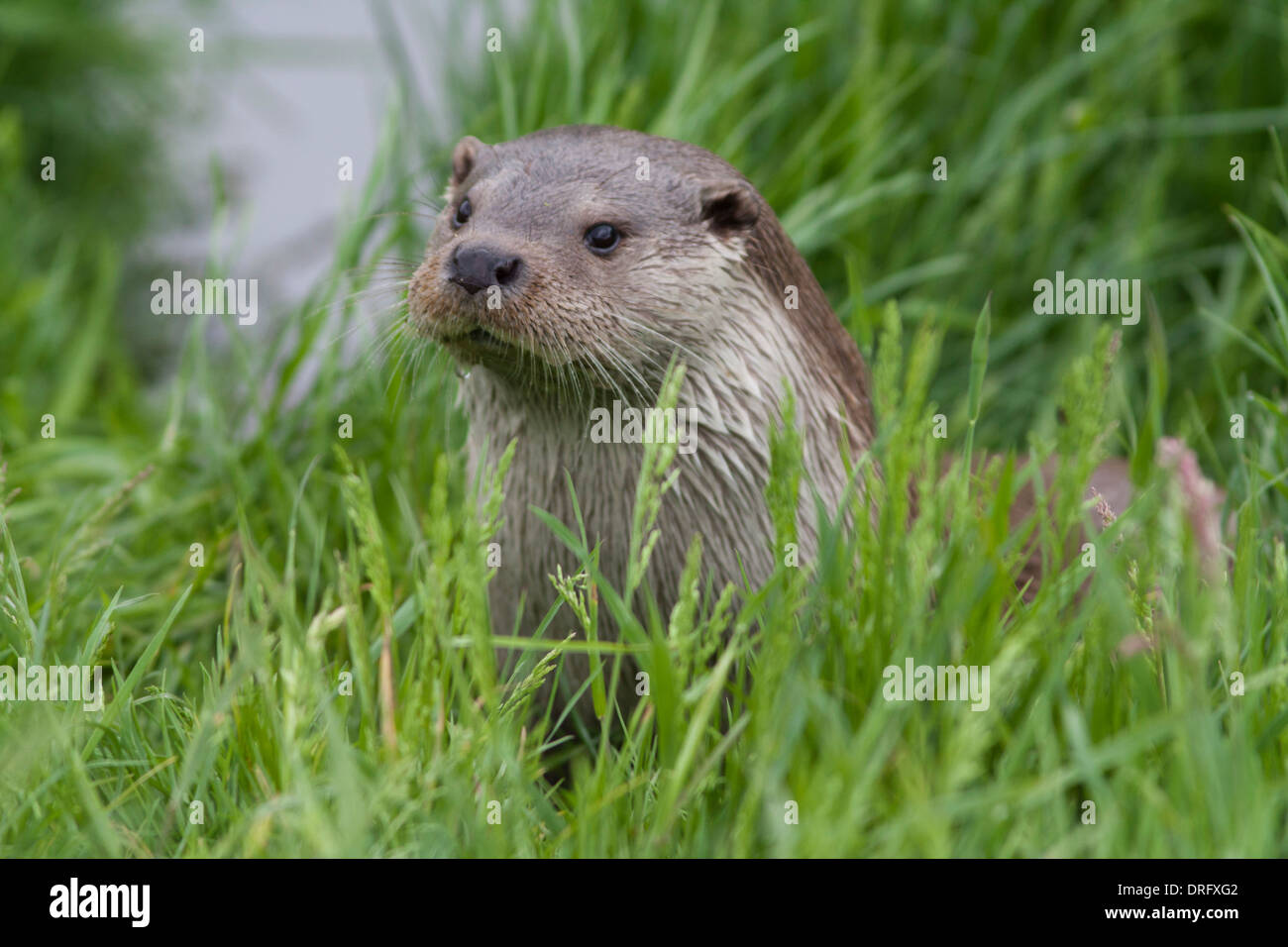 Uk otter close up hi-res stock photography and images - Alamy