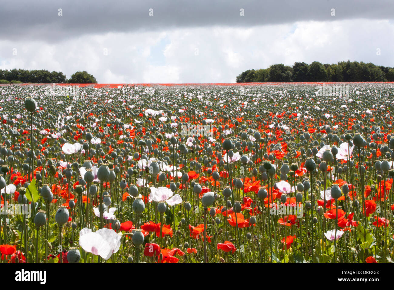 Preston Candover High Resolution Stock Photography and Images - Alamy