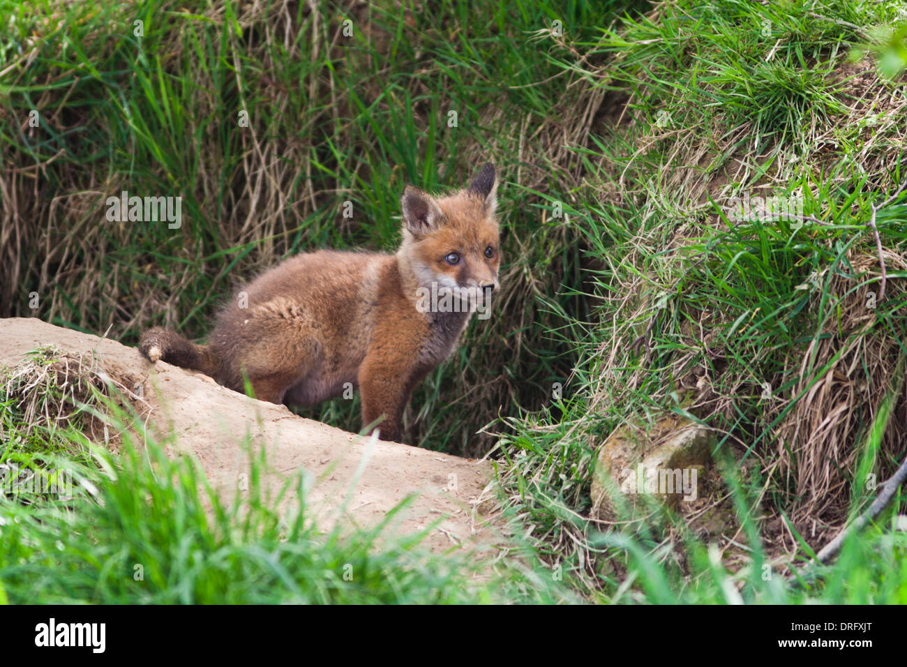 Red fox cub may hi-res stock photography and images - Alamy