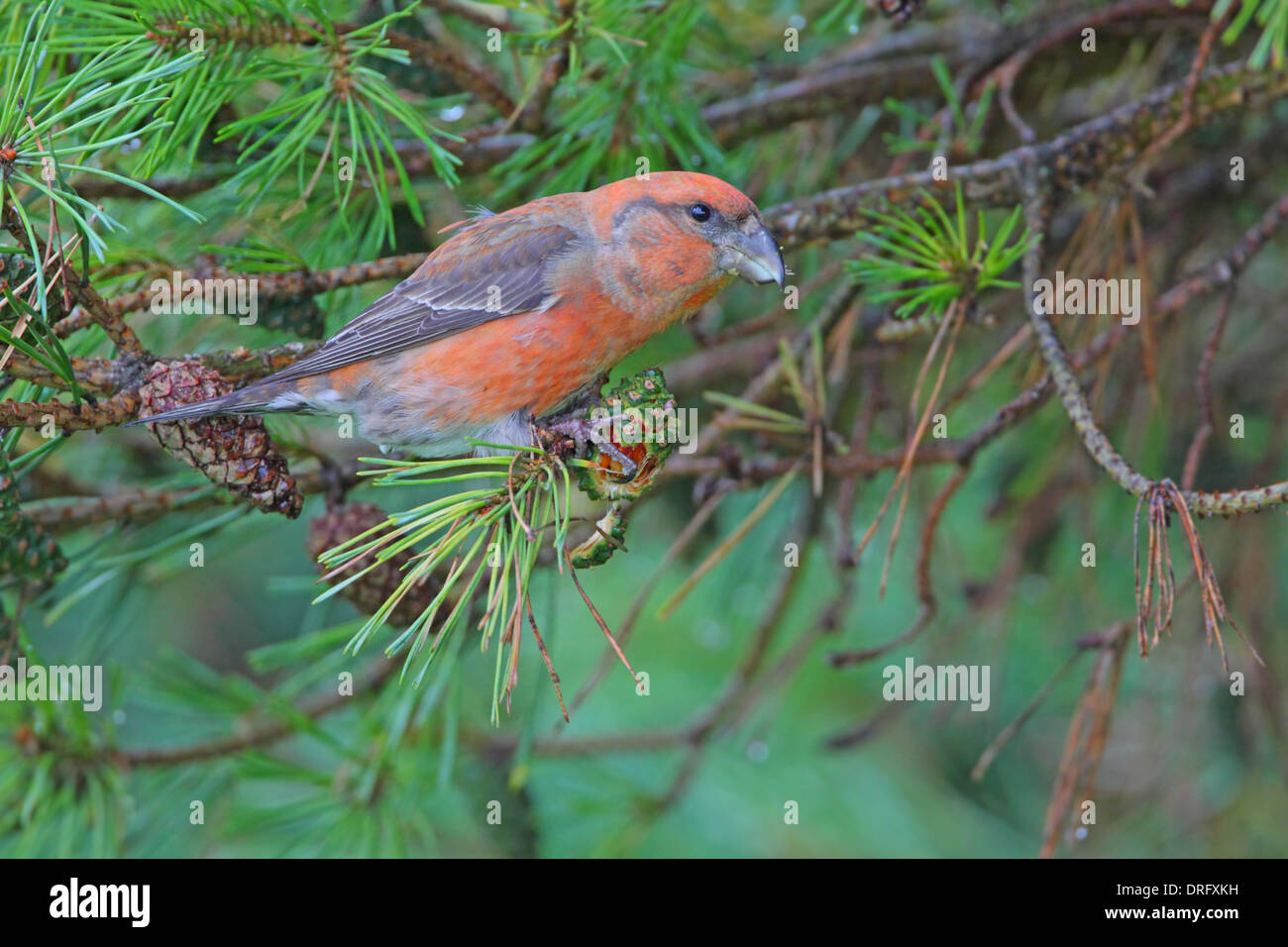 Scottish crossbill hi-res stock photography and images - Alamy