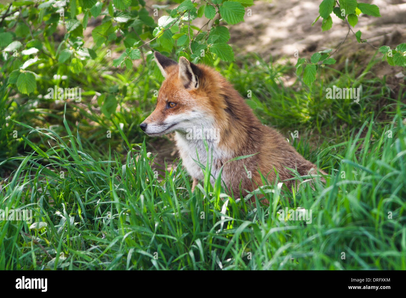 European Red Fox in the UK. May Stock Photo - Alamy