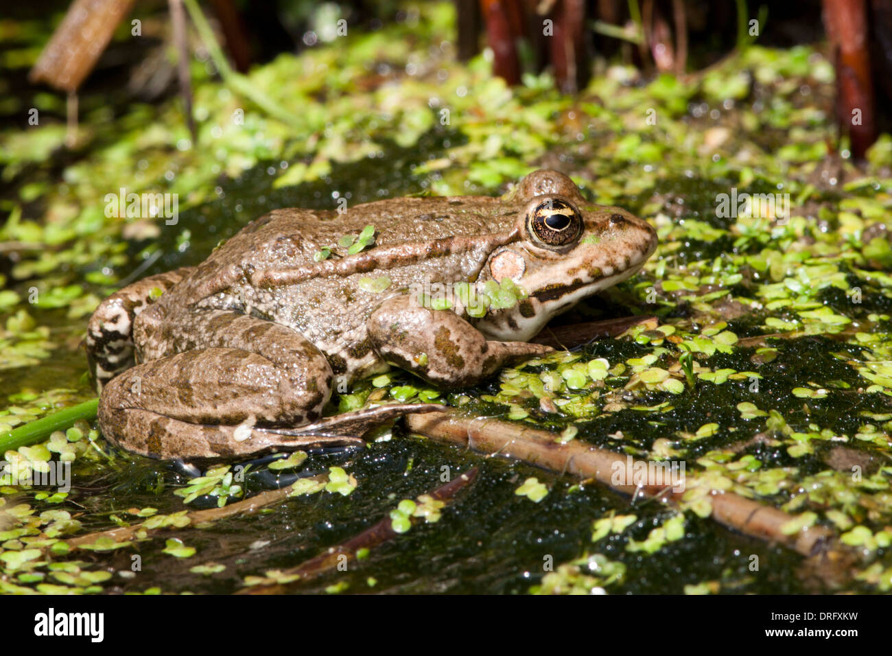 Marsh Frog in the UK. May Stock Photo - Alamy