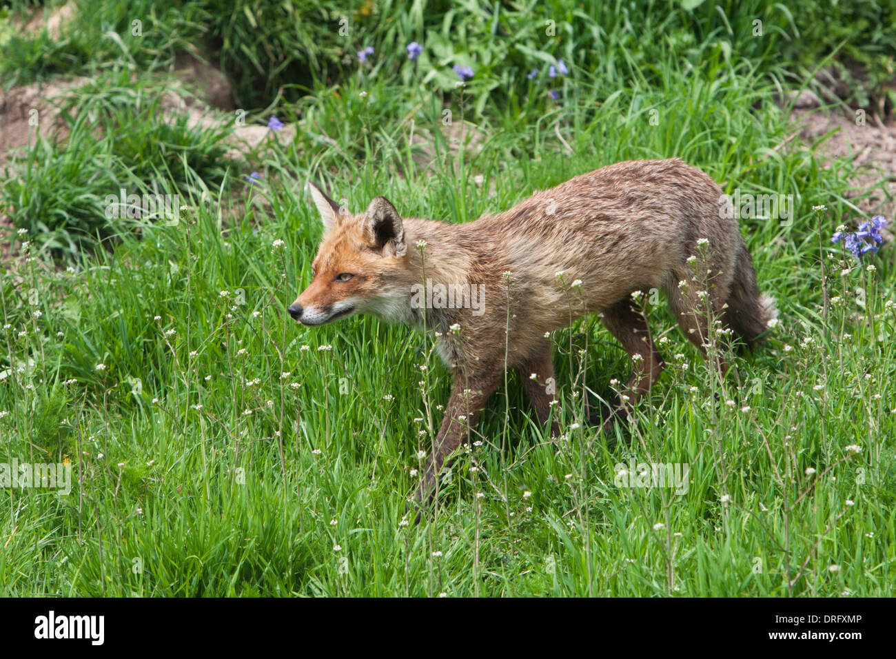 European Red Fox in the UK. May Stock Photo - Alamy