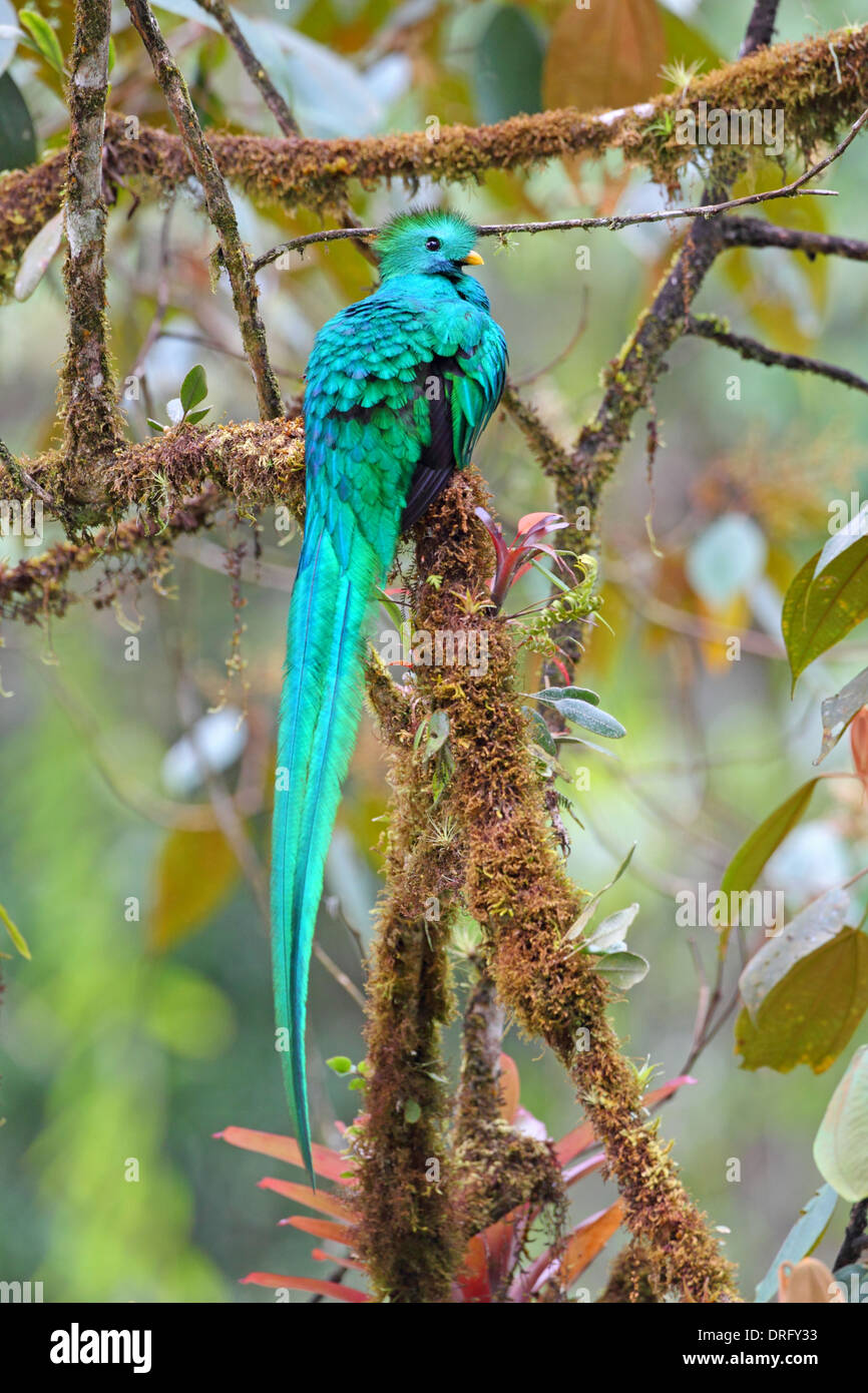Male Resplendent Quetzal Pharomachrus mocinno in Costa Rica Stock Photo ...
