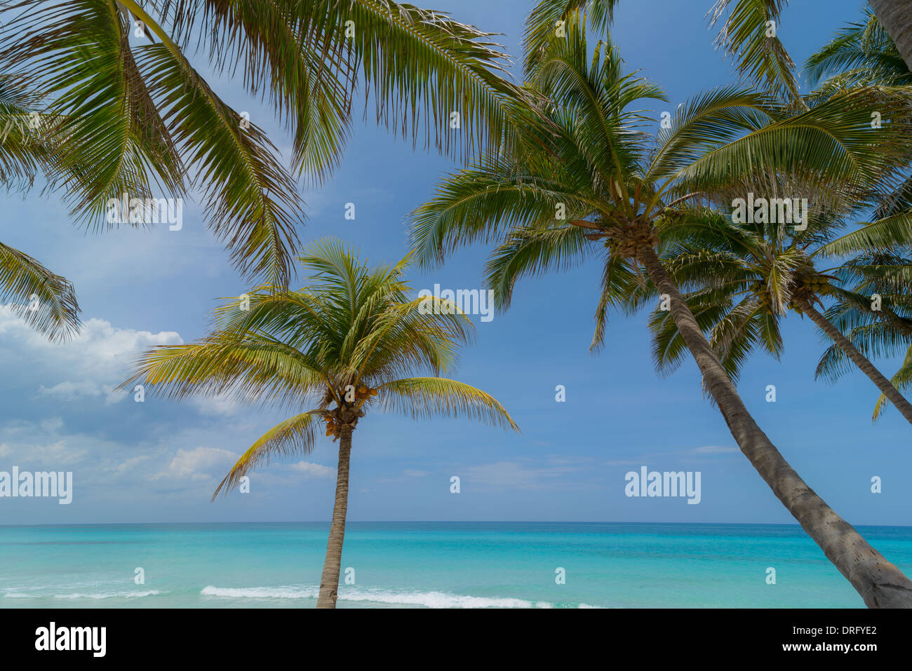 Karibik Strand mit Palmen, Caribbean beach with palms Stock Photo - Alamy