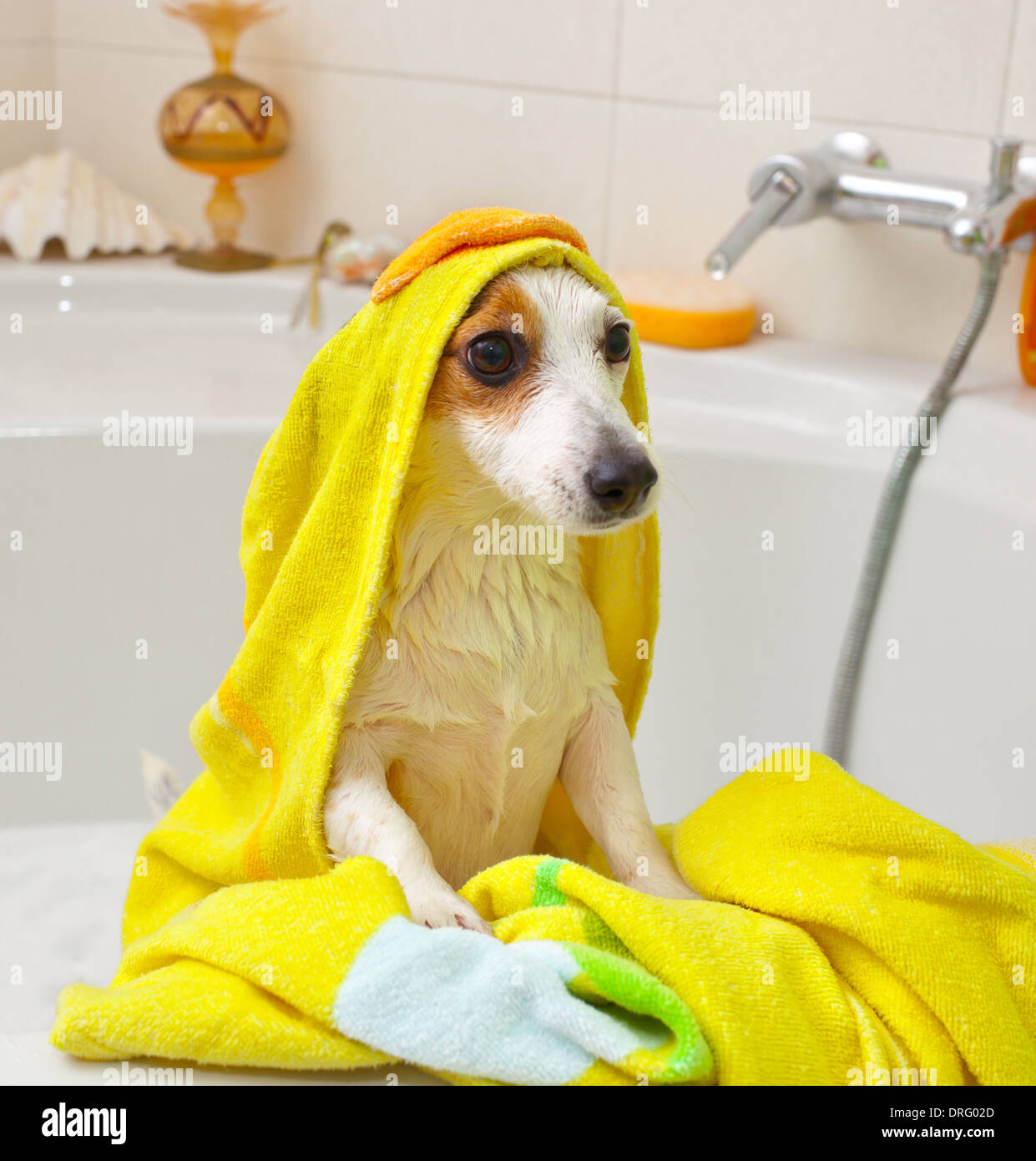Puppy in yellow bathrobe towel hi-res stock photography and images - Alamy