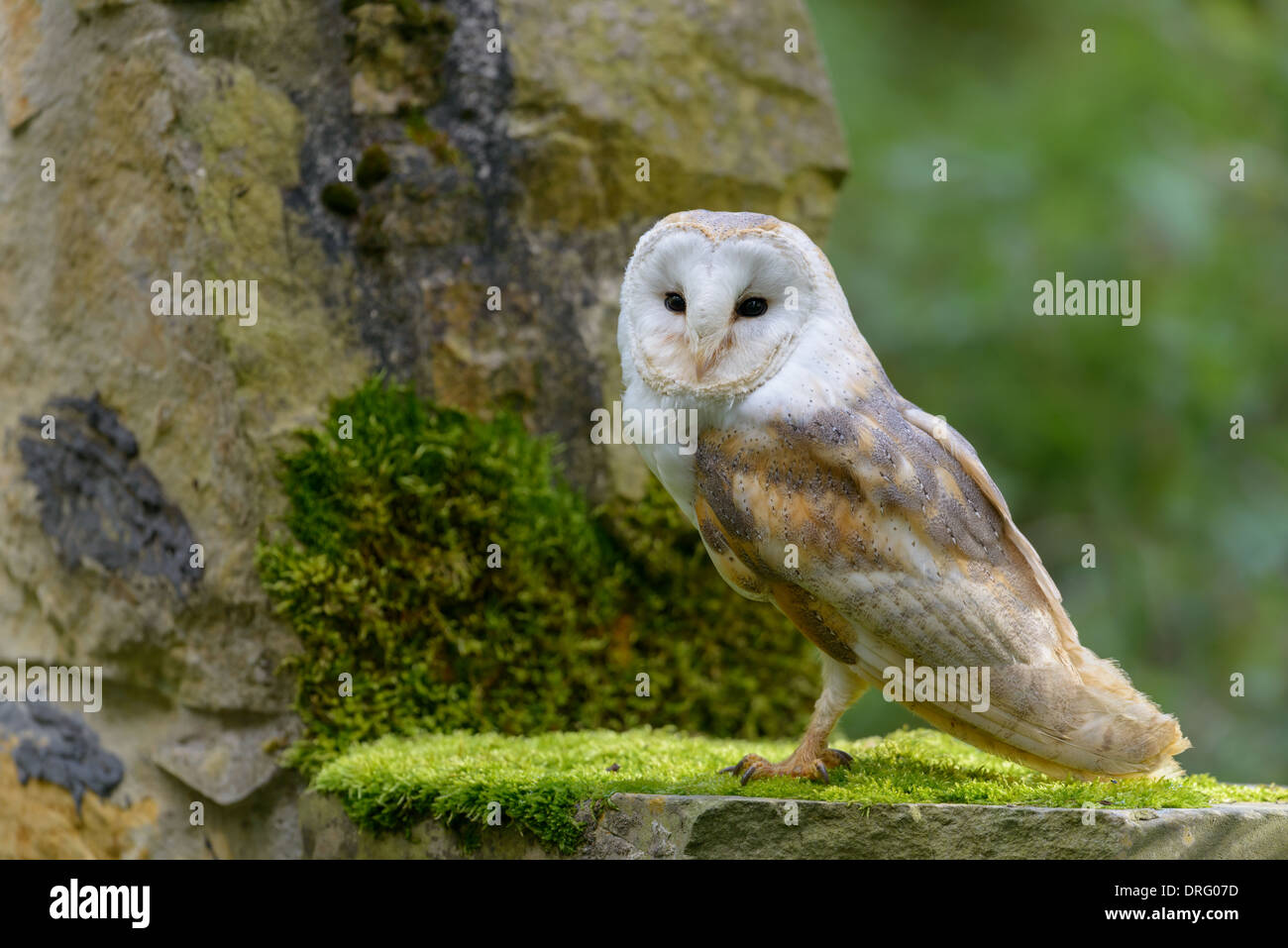 Schleiereule, Tyto alba, Barn Owl Stock Photo - Alamy