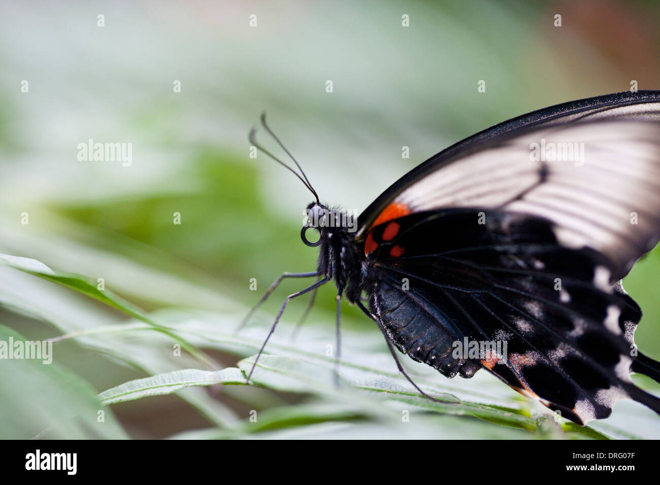 Asian Swallowtail Butterfly Stock Photo - Alamy