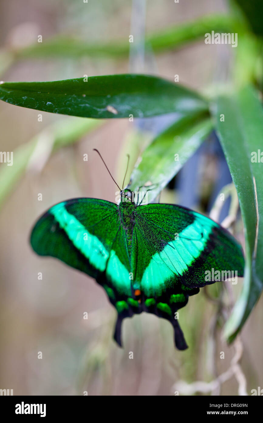 Emerald Swallowtail Butterfly Stock Photo - Alamy