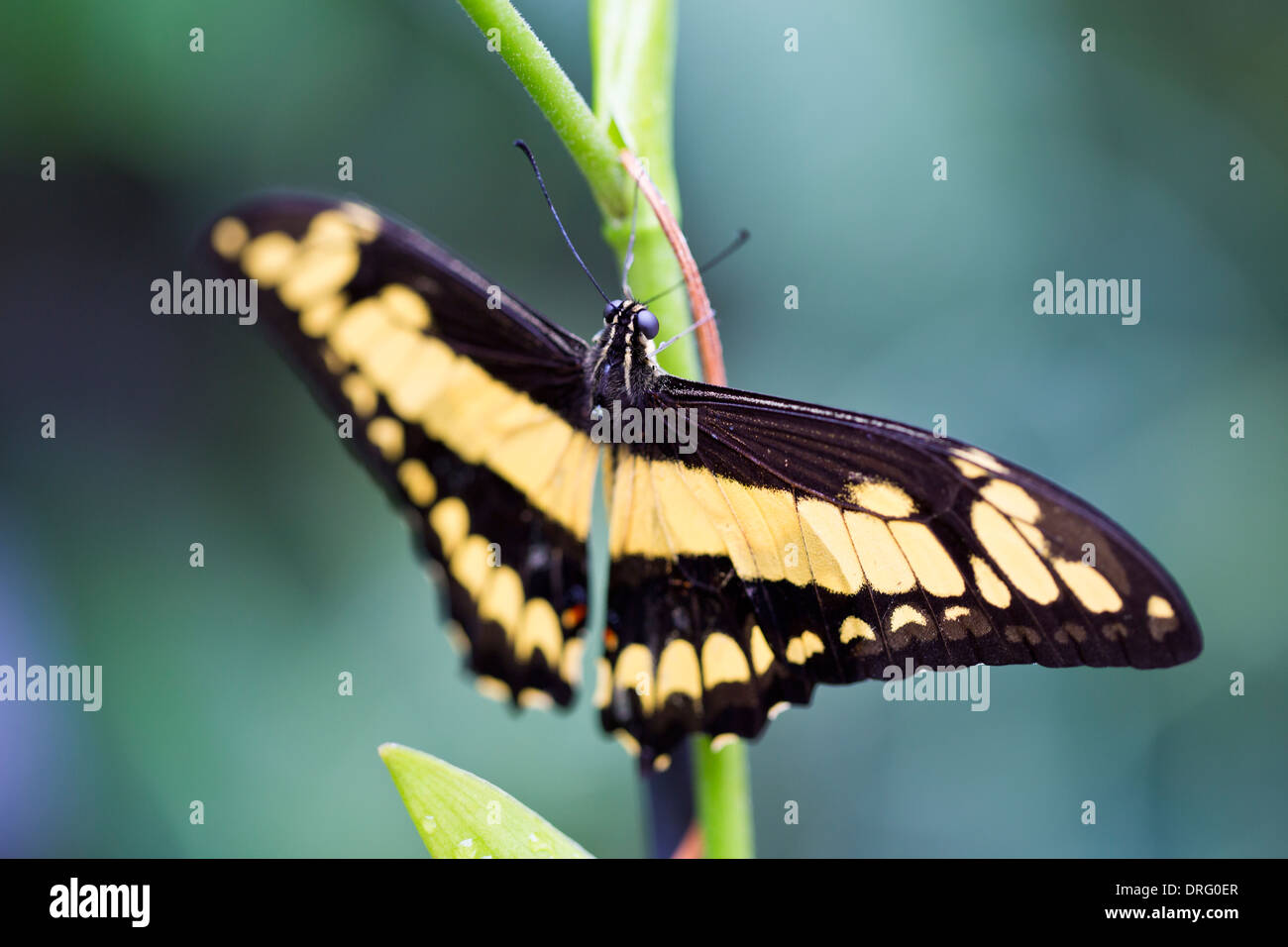 King butterfly hi-res stock photography and images - Alamy