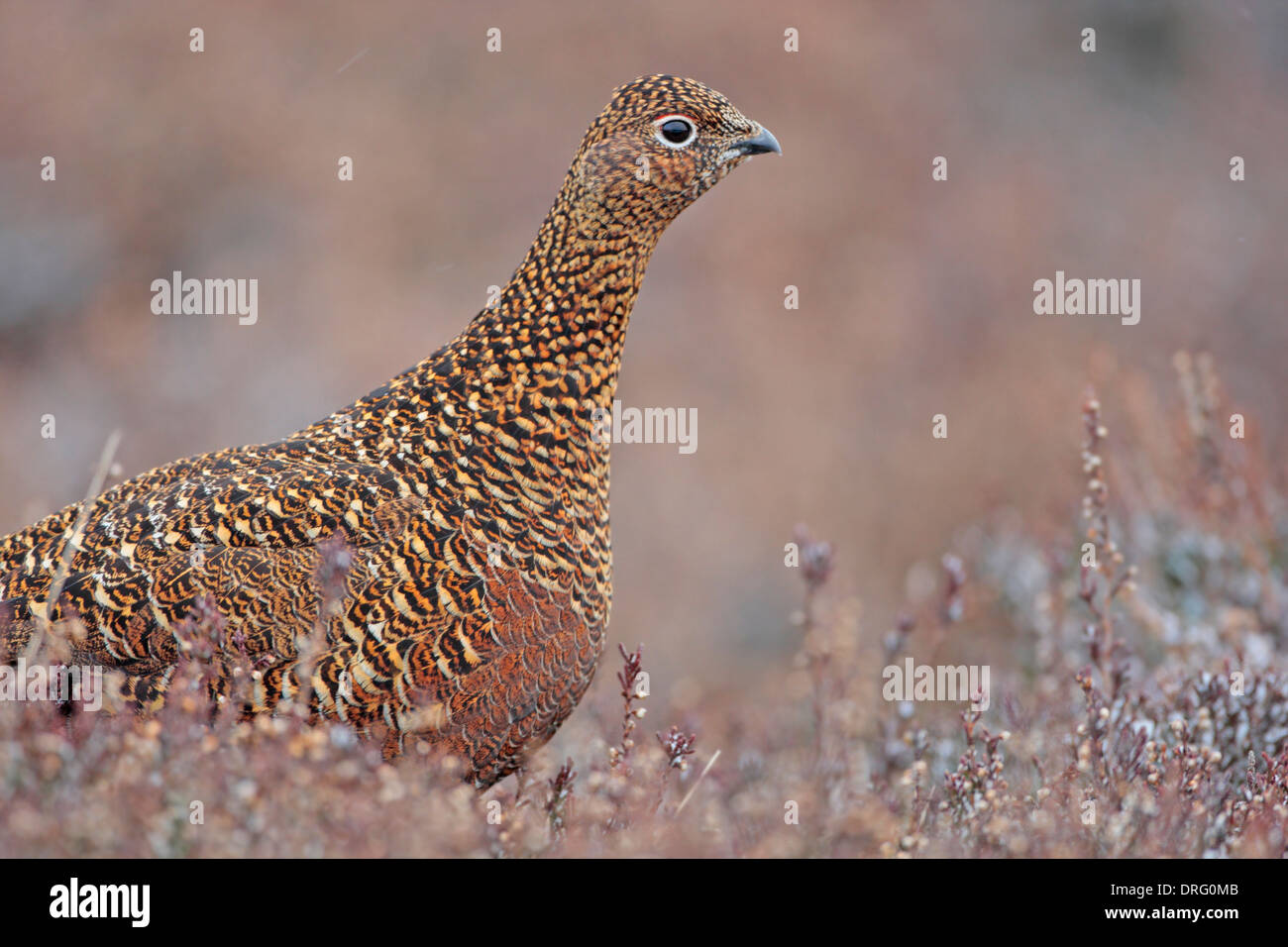 Female or hen Red Grouse on a British moorland Stock Photo - Alamy