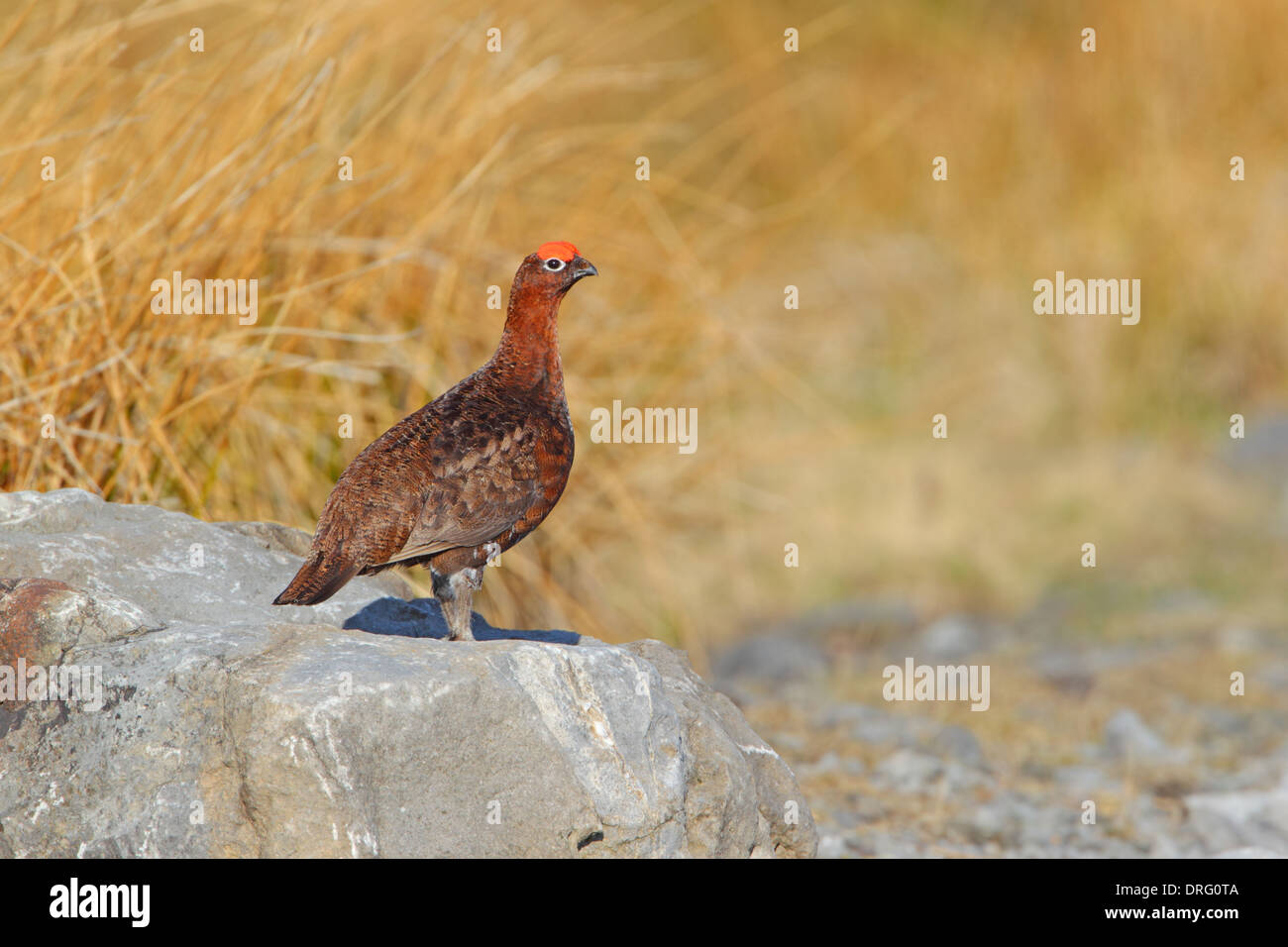 Male Red Grouse on British moorland in Spring Stock Photo - Alamy