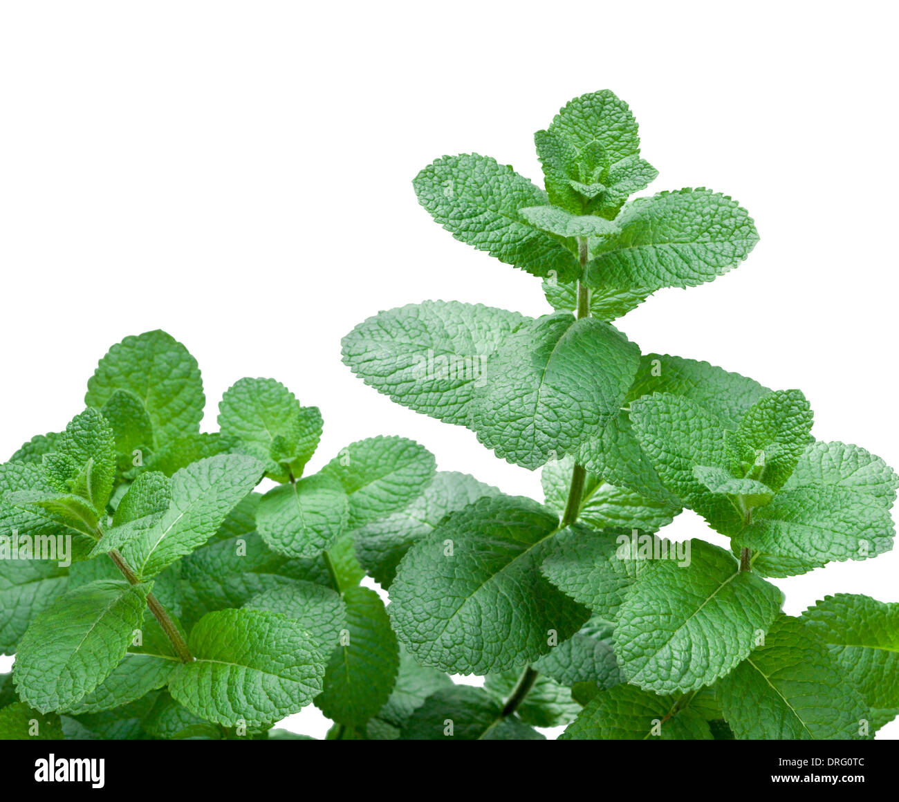 Fresh mint (melissa) on a white background Stock Photo - Alamy