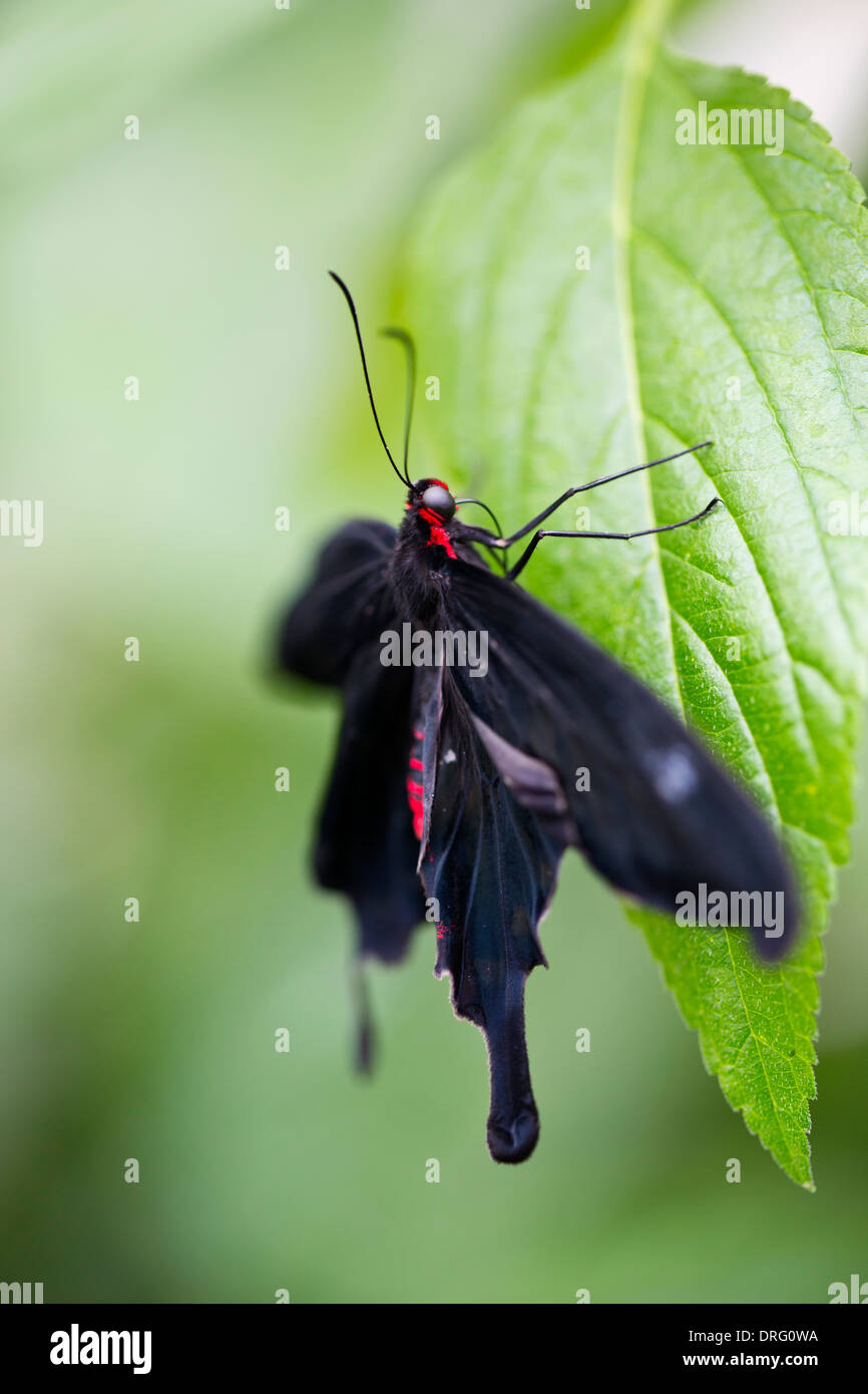 Rose butterfly hi-res stock photography and images - Alamy