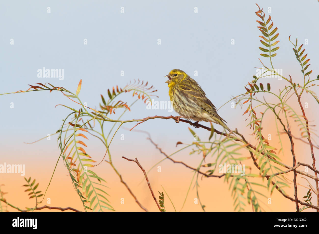 Common serin hi-res stock photography and images - Alamy