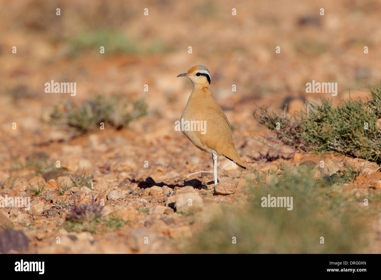 Cursorius cursor hi-res stock photography and images - Alamy
