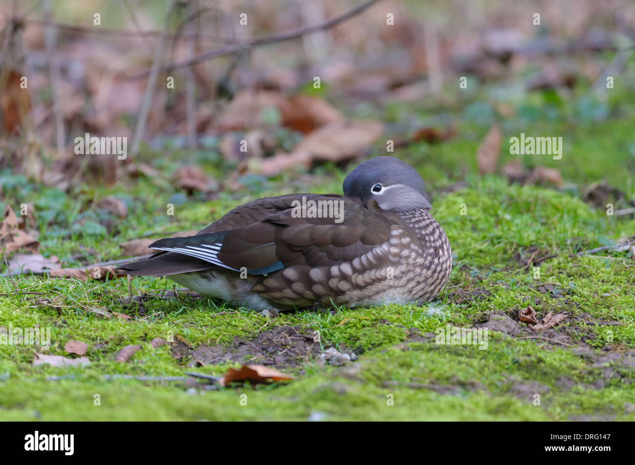 weibliche Mandarinente, Aix galericulata, female mandarin duck Stock ...