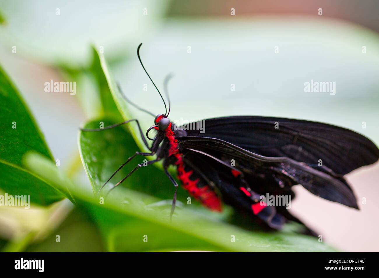 Rose butterfly hi-res stock photography and images - Alamy
