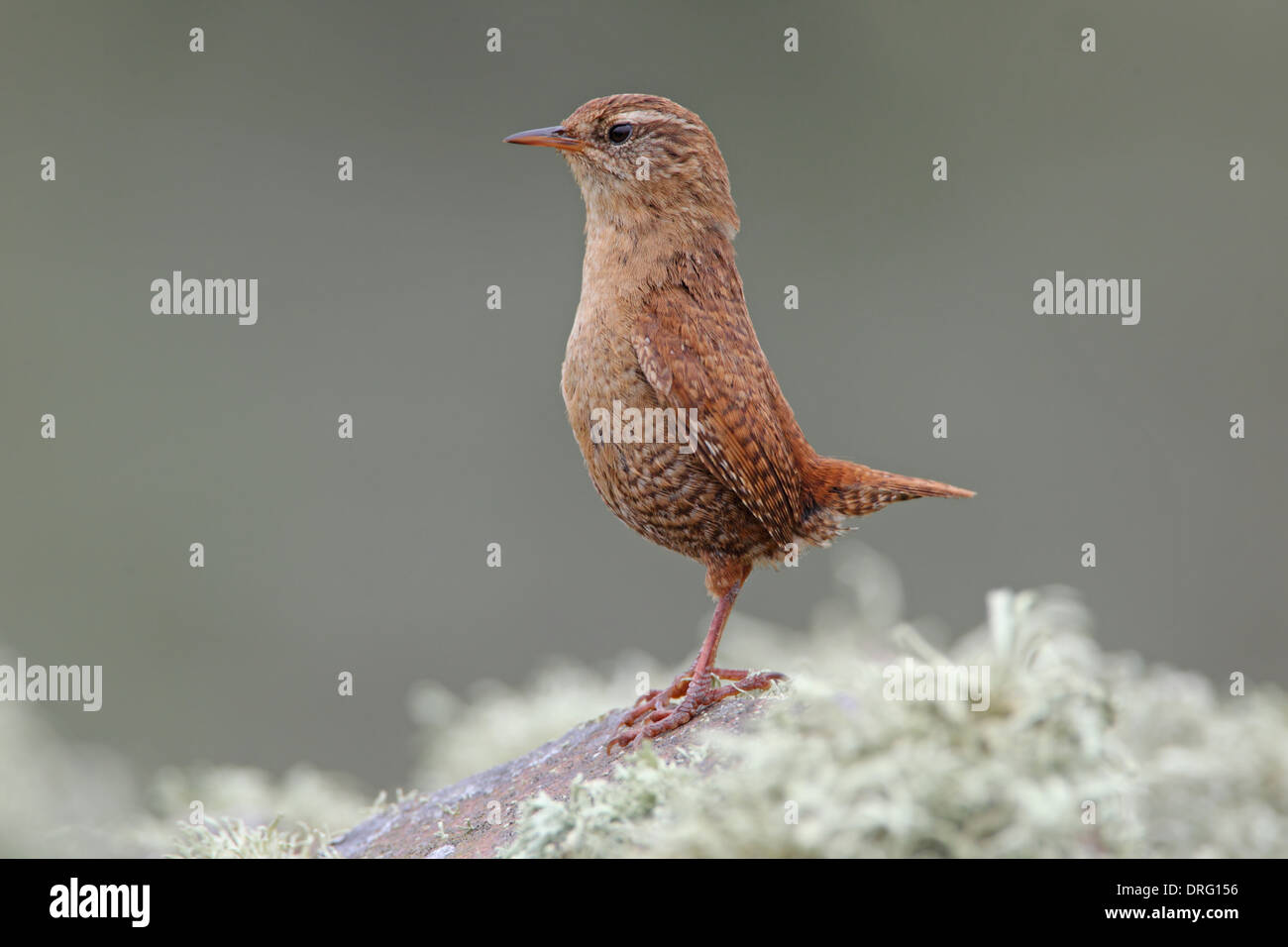 Adult shetland wren hi-res stock photography and images - Alamy