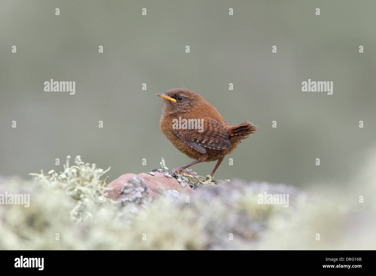 Juvenile shetland wren hi-res stock photography and images - Alamy
