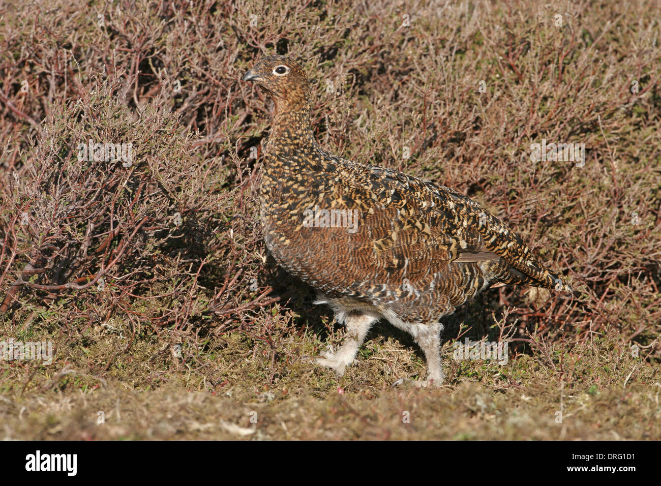 Hen grouse hi-res stock photography and images - Alamy