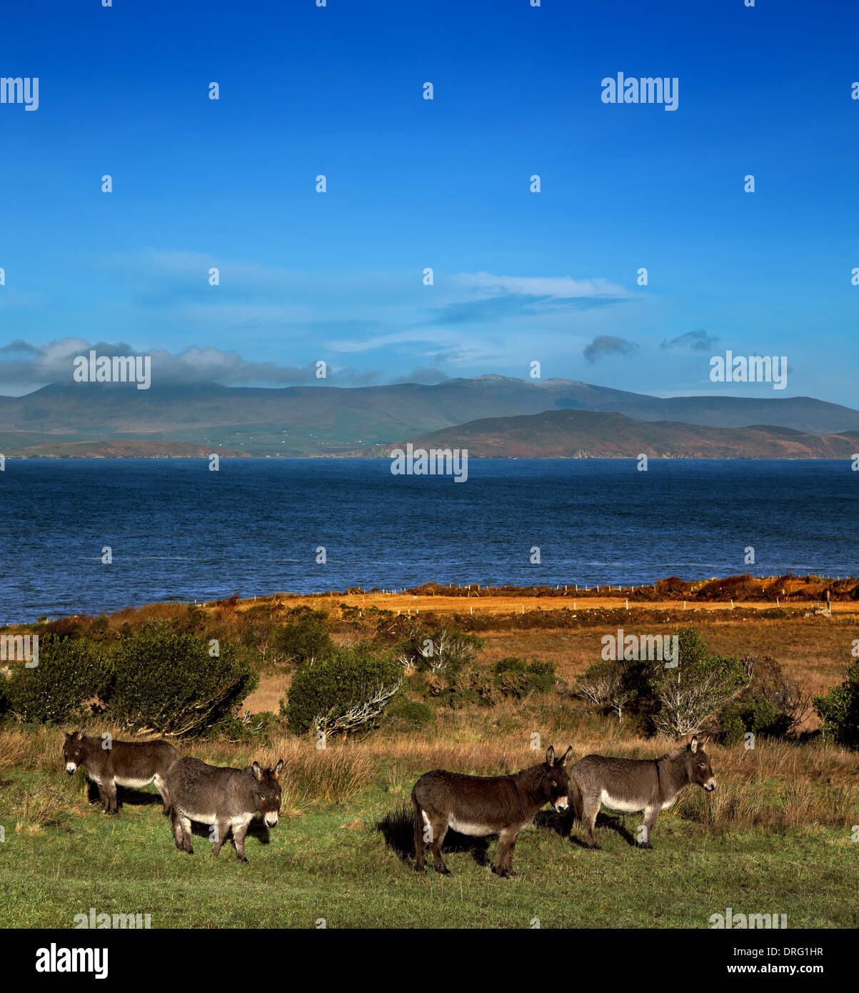 Kerry peninsula farm hi-res stock photography and images - Alamy