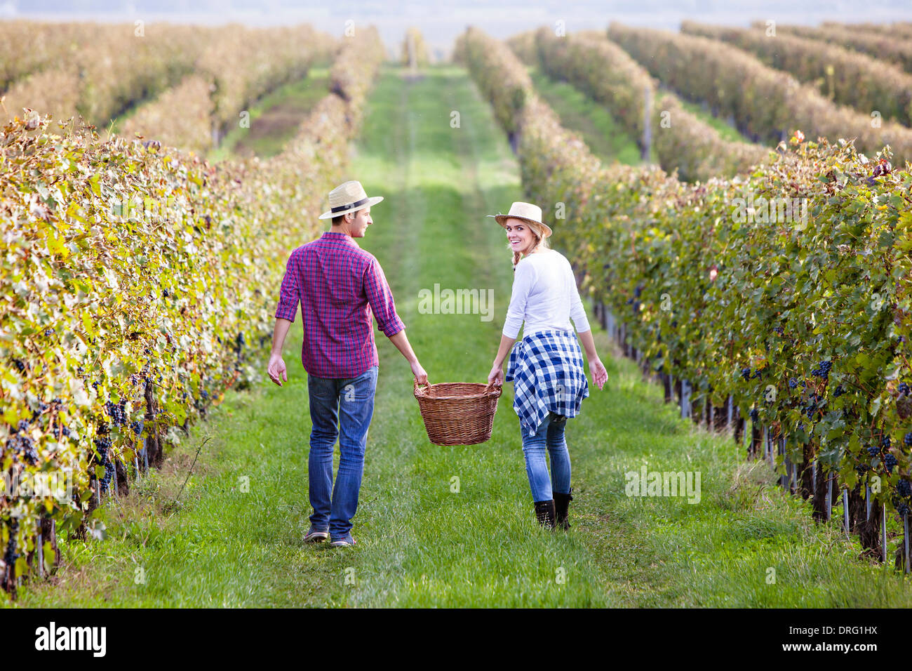 Grape harvest, young couple carrying basket, Slavonia, Croatia Stock ...