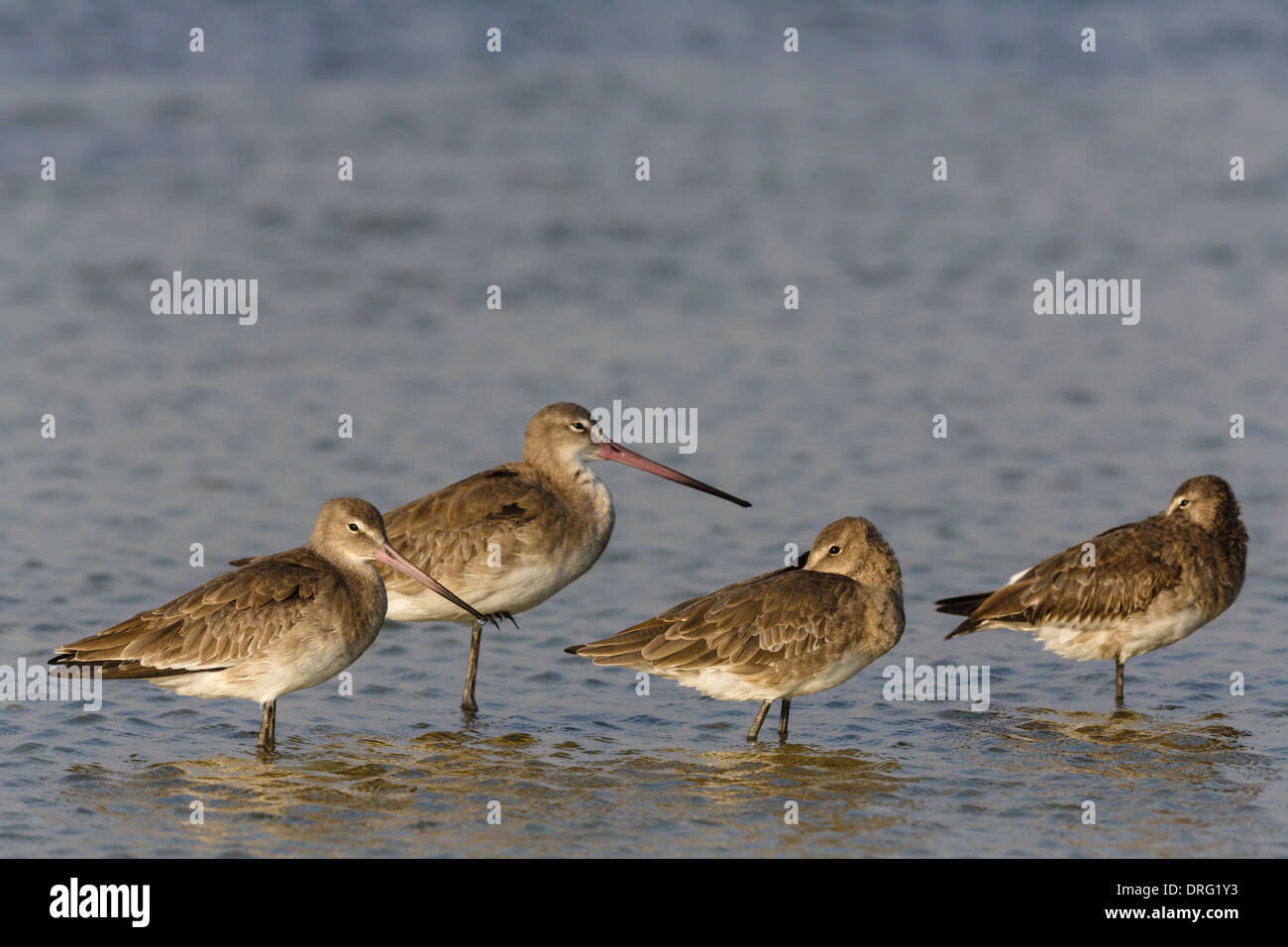 Limosa limosa winter hi-res stock photography and images - Alamy