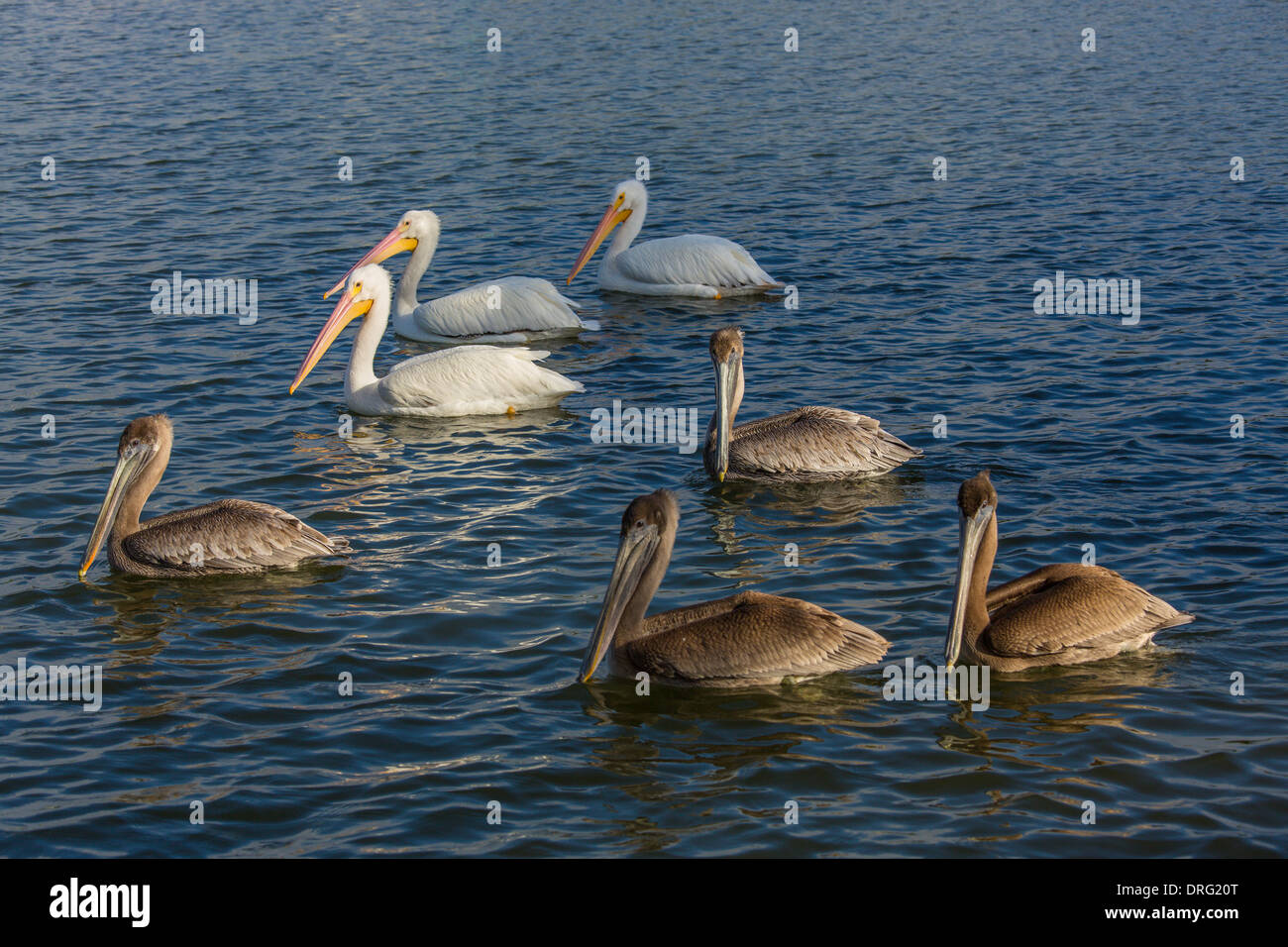 Brown and white pelicans floating in water together Stock Photo - Alamy