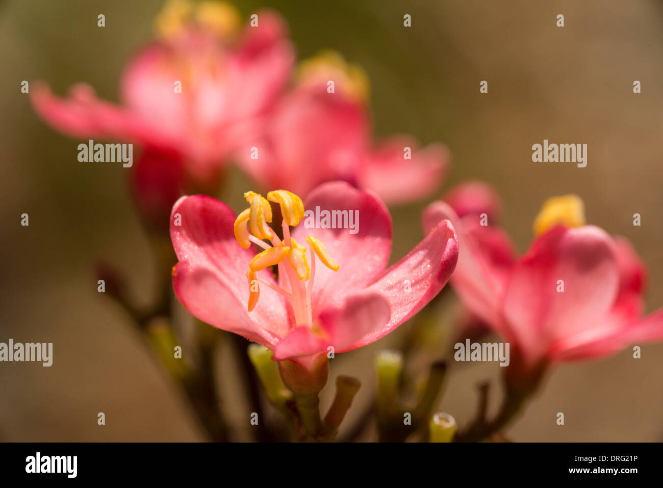 Jatropha integerrima hi-res stock photography and images - Alamy