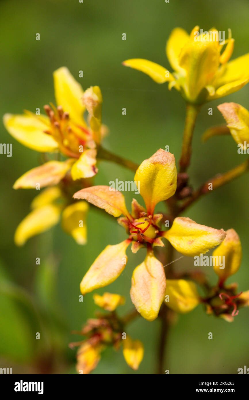 Closeup of yellow Thryallis Galphimia glauca Stock Photo - Alamy