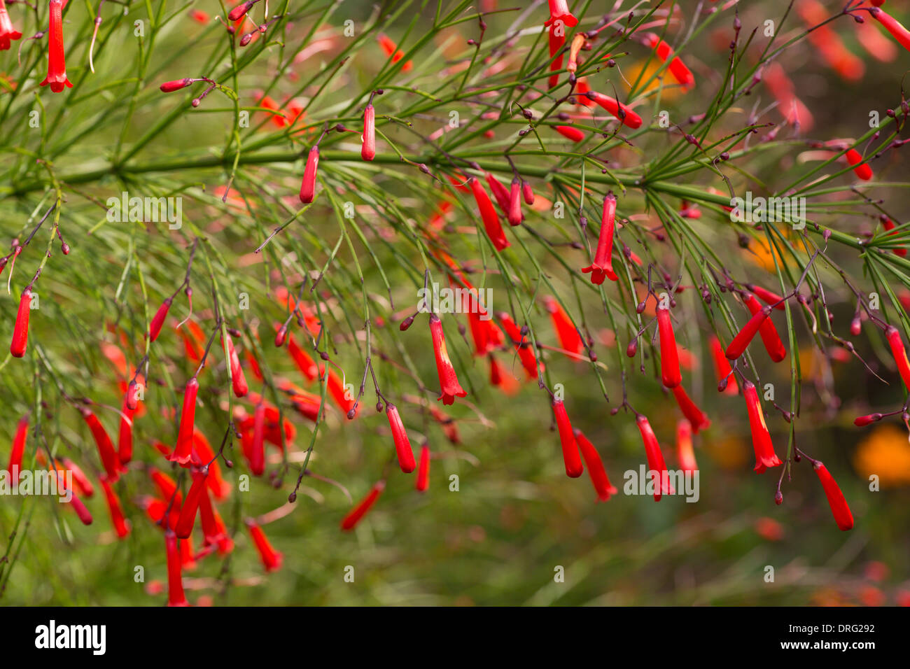 Red firecracker plant hi-res stock photography and images - Alamy