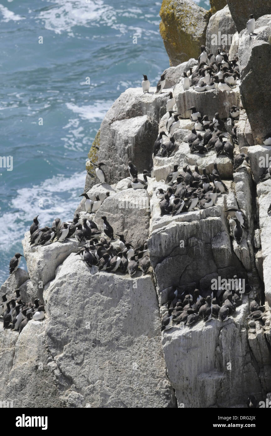 Bird colony on seashore hi-res stock photography and images - Alamy