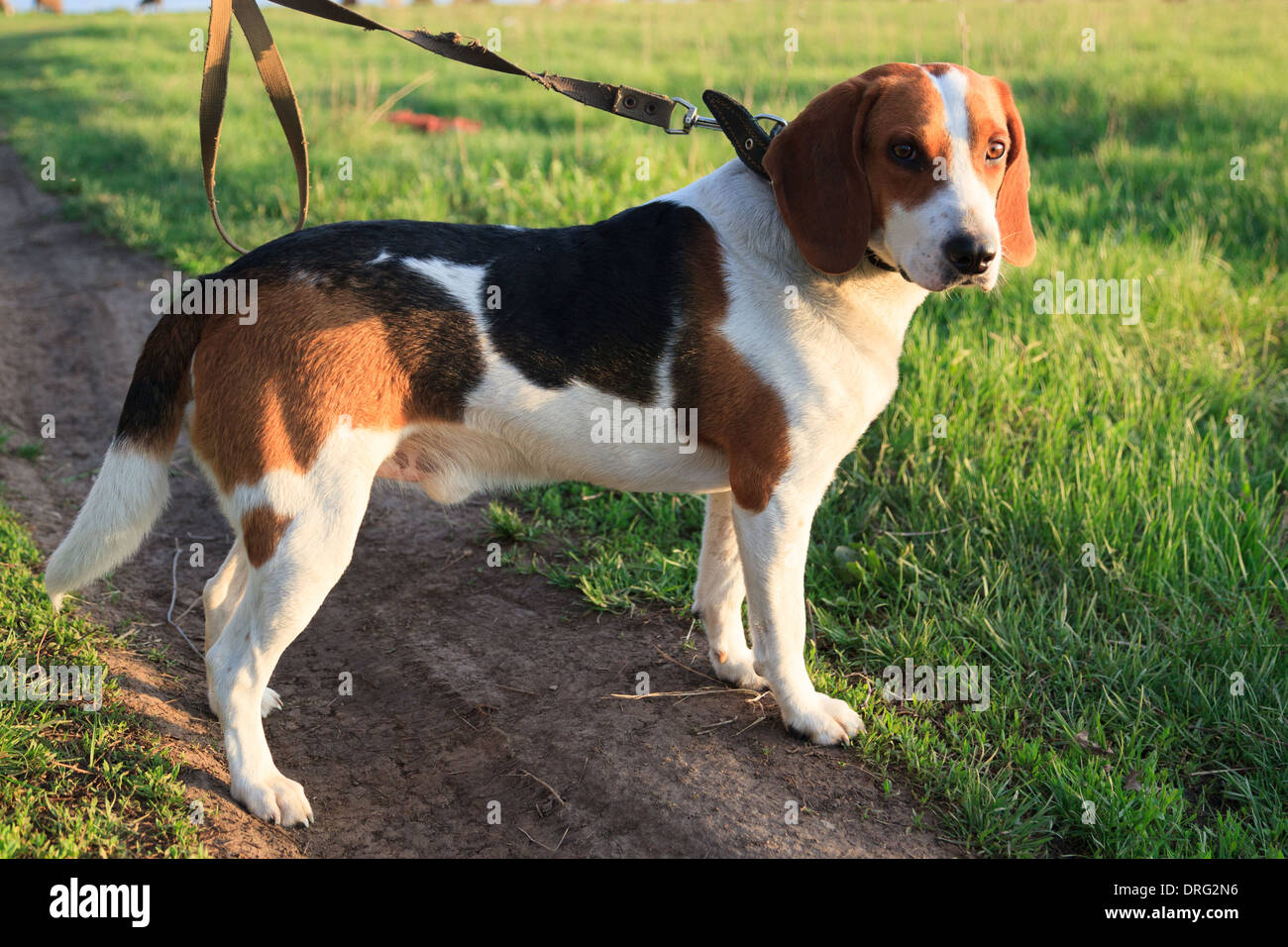 Scenthounds hi-res stock photography and images - Alamy