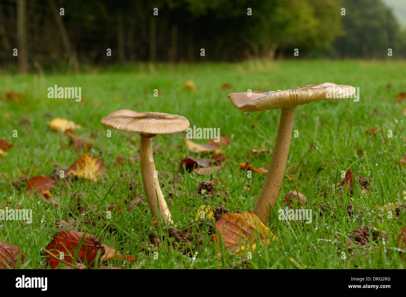 Grassland toadstools hi-res stock photography and images - Alamy