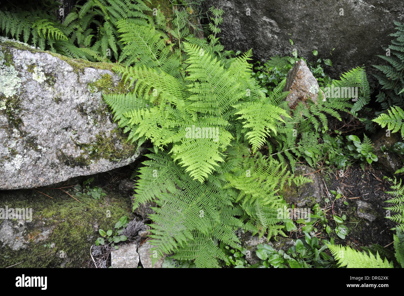 Lady Fern - Athyrium felix-femina Stock Photo - Alamy