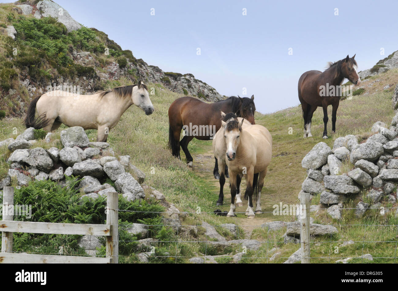 Lundy pony hi-res stock photography and images - Alamy
