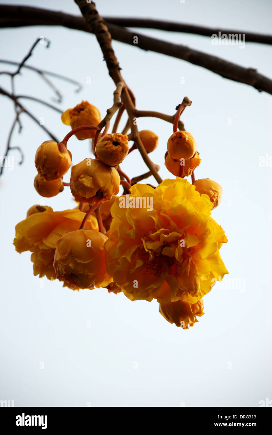 cotton tree butter cup exotic Asian flower Stock Photo - Alamy