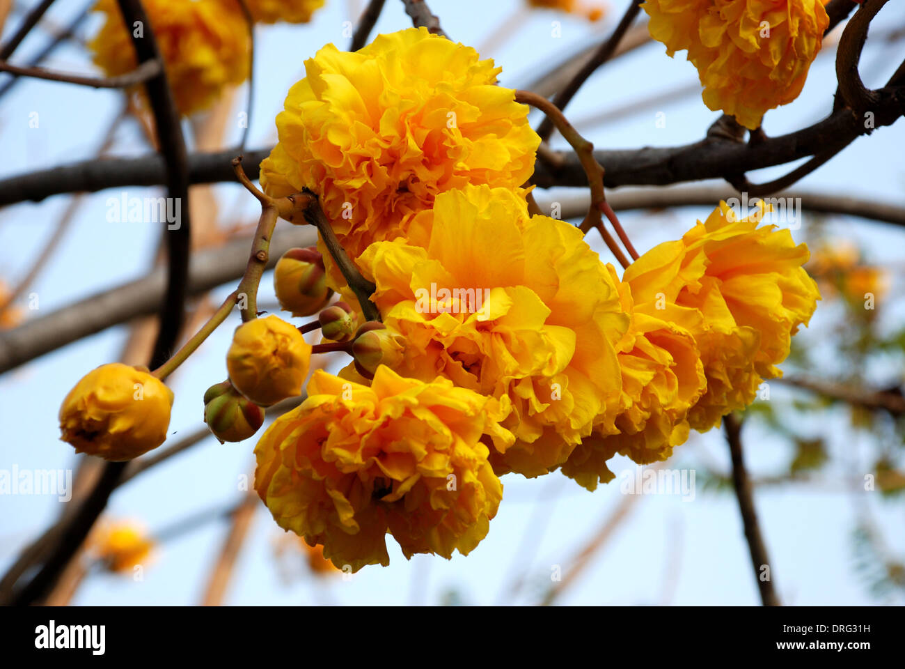 Cochlospermum regium tree hi-res stock photography and images - Alamy