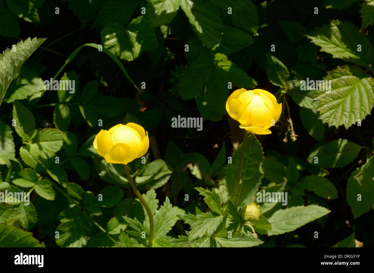 The globe flower trollius europaeus trollius europaeus hi-res stock ...