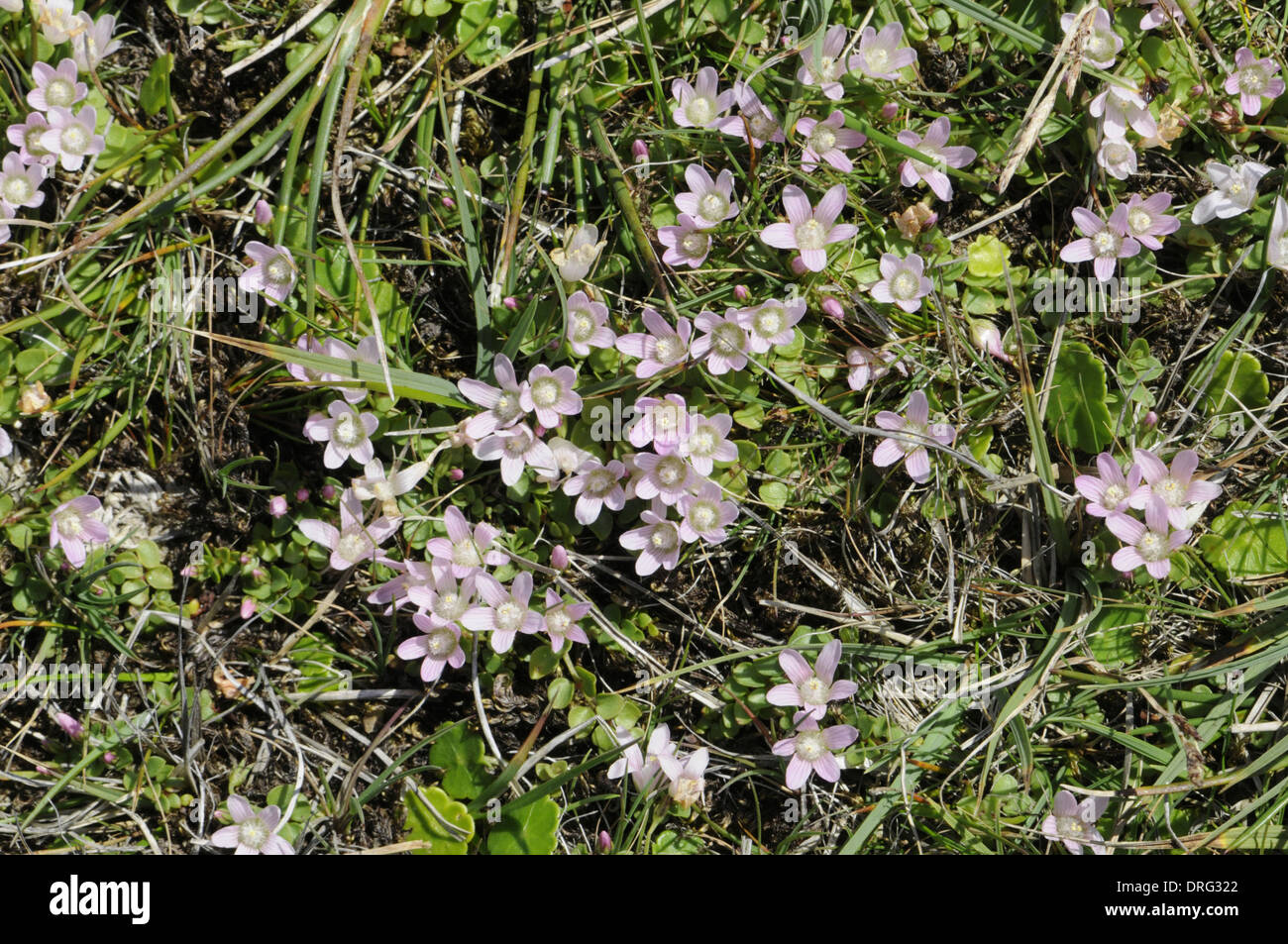 Bog Pimpernel - Anagallis tenella (Primulaceae) Creeping Stock Photo ...