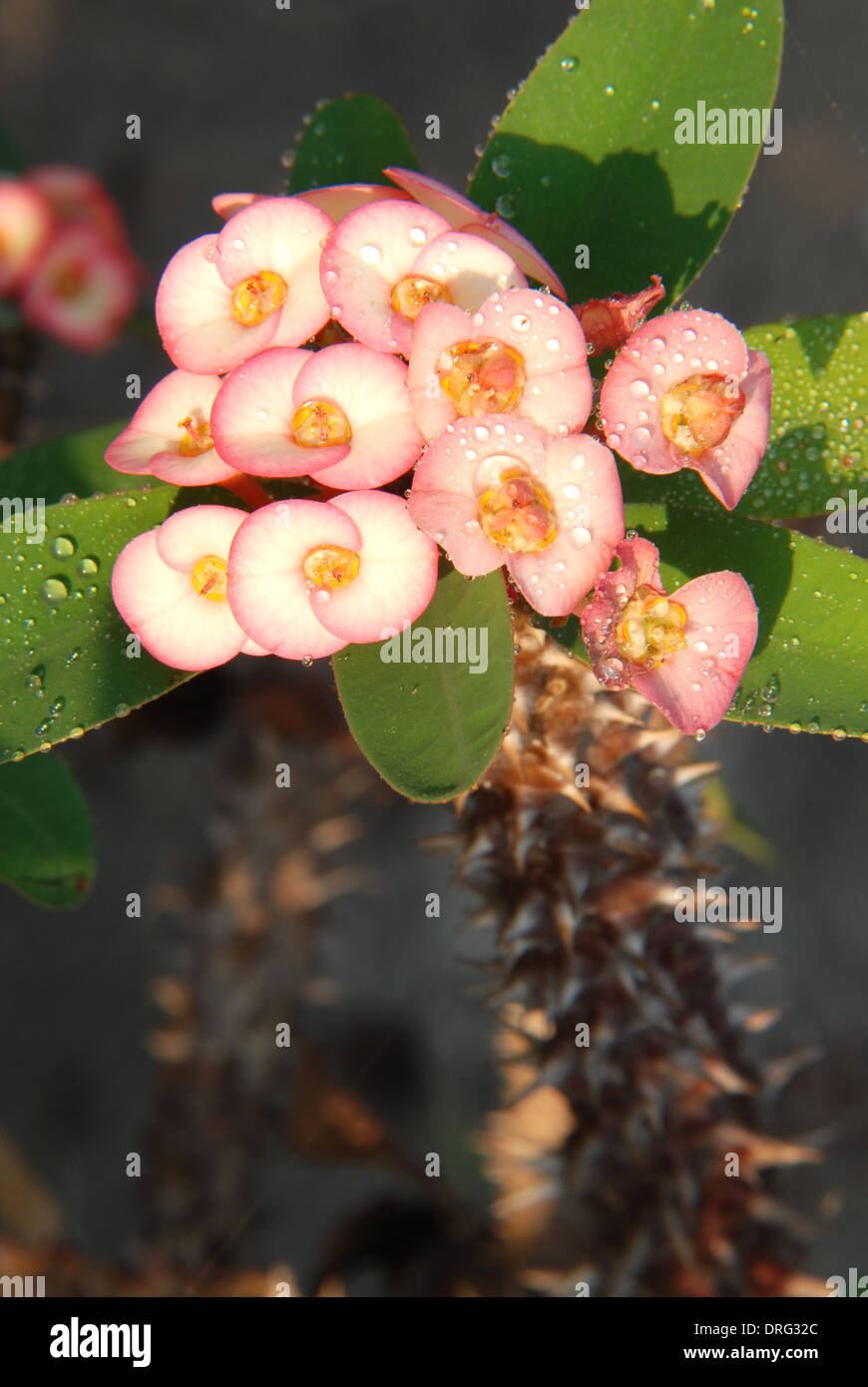 Crown of Thorn Flower amazing flower of Asia Stock Photo - Alamy