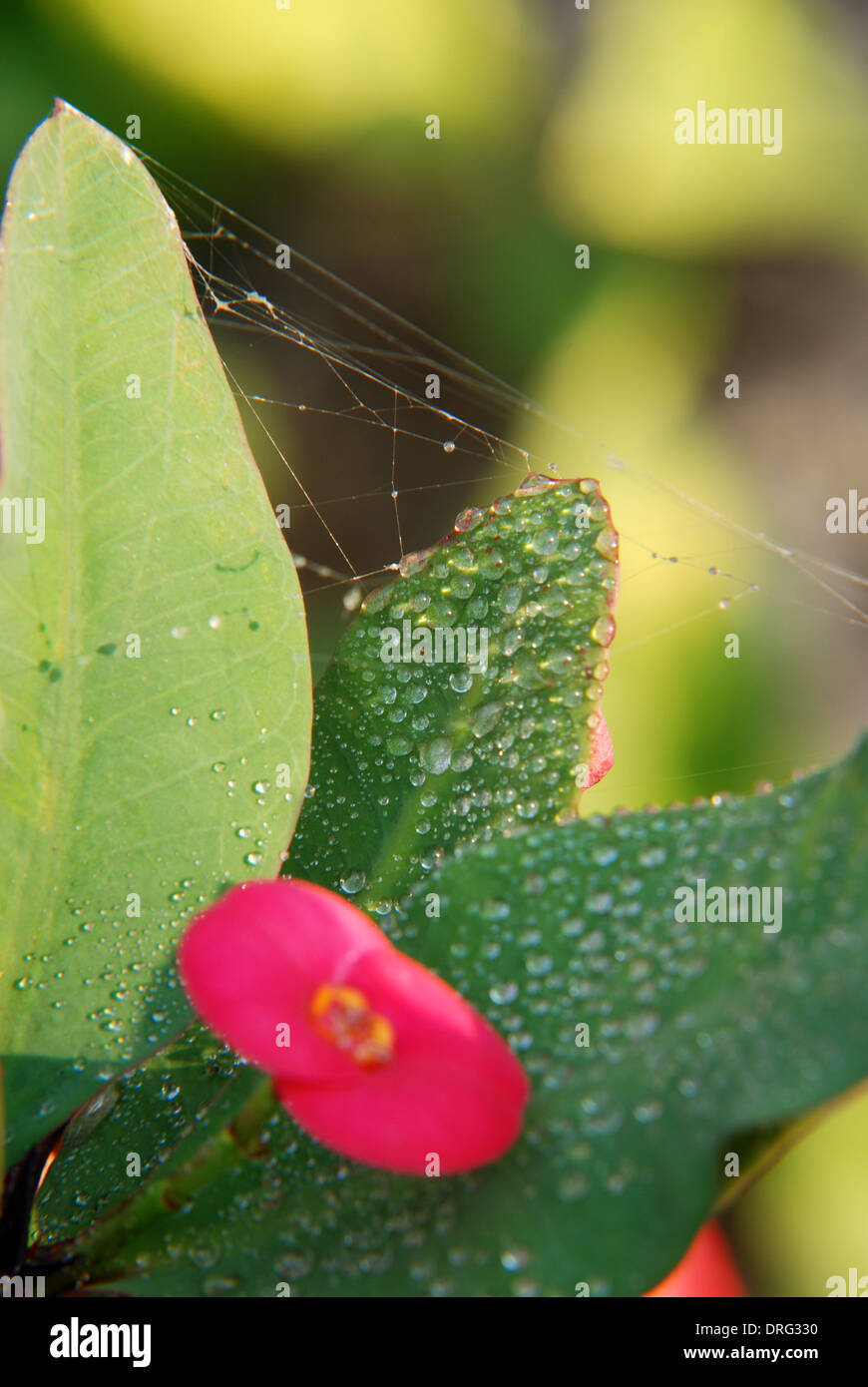 Crown of Thorn Flower amazing flower of Asia Stock Photo - Alamy