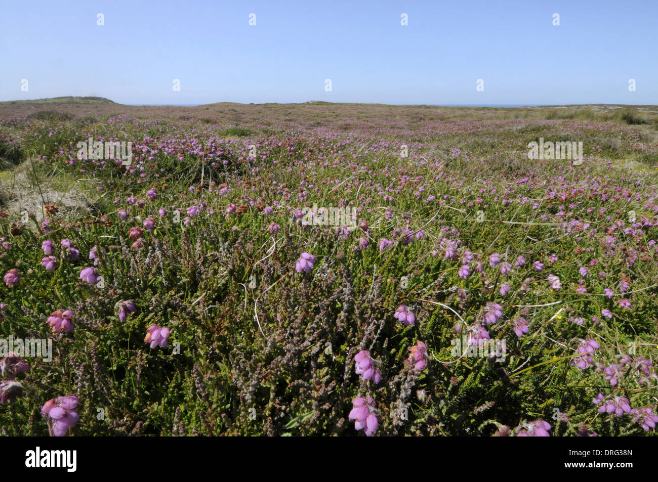 Cross-leaved heath - Erica tetralix (Ericaceae Stock Photo - Alamy