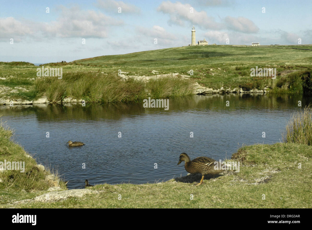 Rocket Pole pond, Lundy, Devon Stock Photo - Alamy