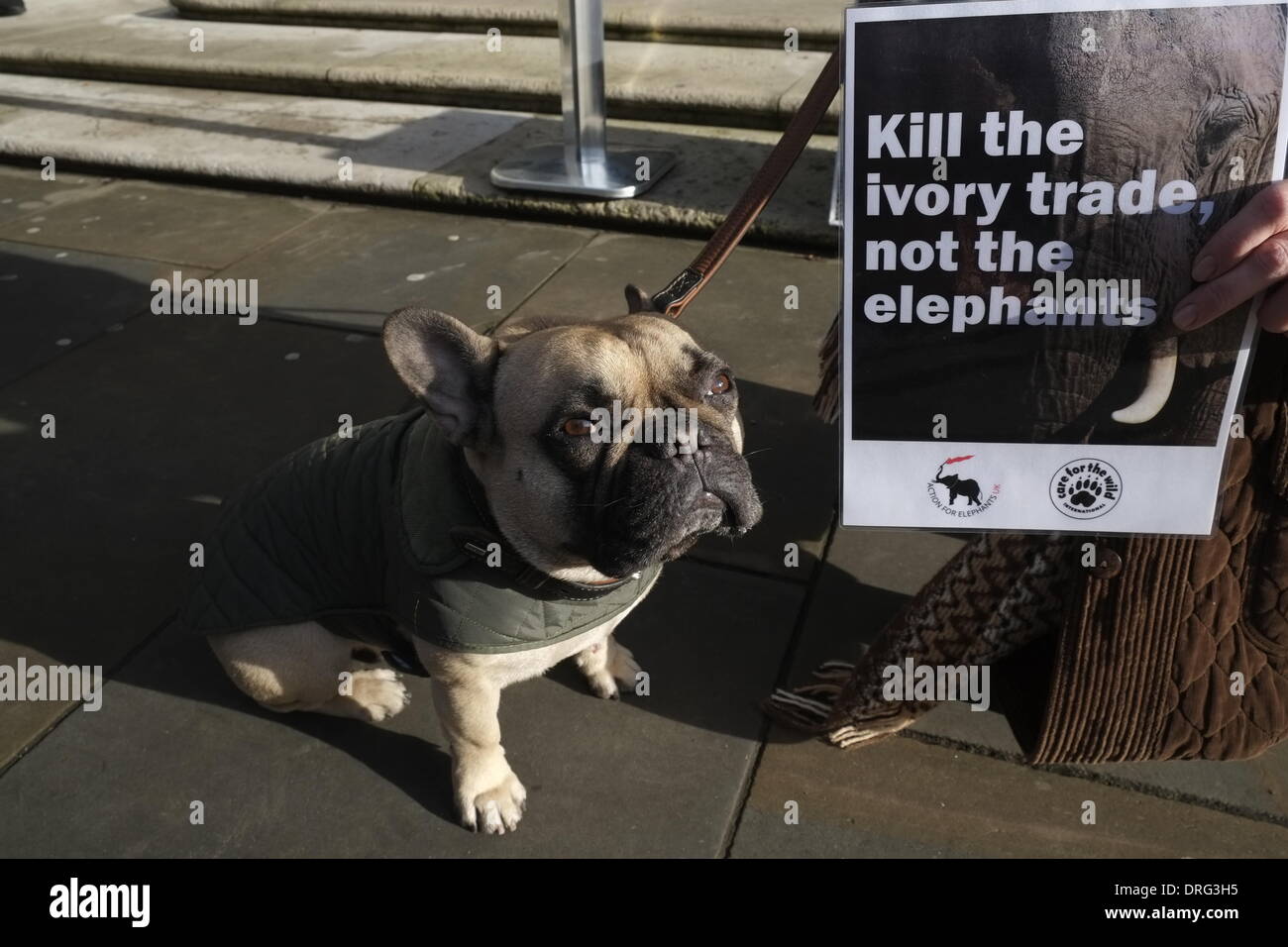 Save our wildlife protest uk hi-res stock photography and images - Alamy